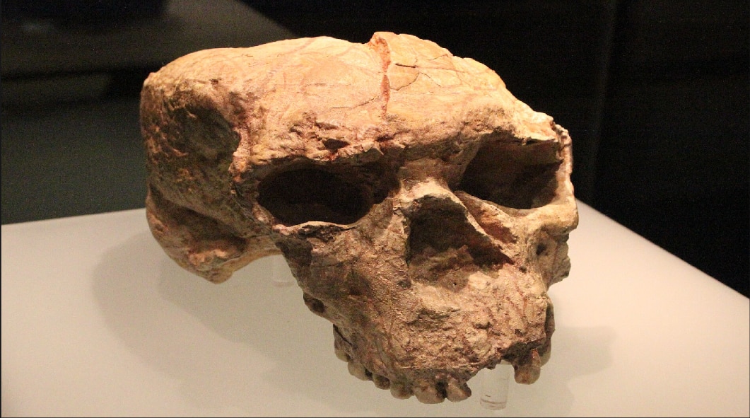 1 Million Year 0ld Human Skull Mystery: ১০০০০০০ বছরের পুরনো খুলি! নতুন ...