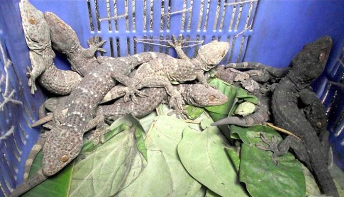 কোটি টাকার তক্ষক পাচার, পিছু ধাওয়া করে পাচারকারীদের ধরল বনকর্মীরা ...