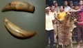 বাঘের দাঁত, চিতাবাঘের চামড়া উদ্ধার | রাজ্য News in Bengali