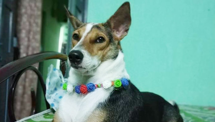 Viral: Celebrity Dog Putu Gets 20 Thousand Facebook Follower