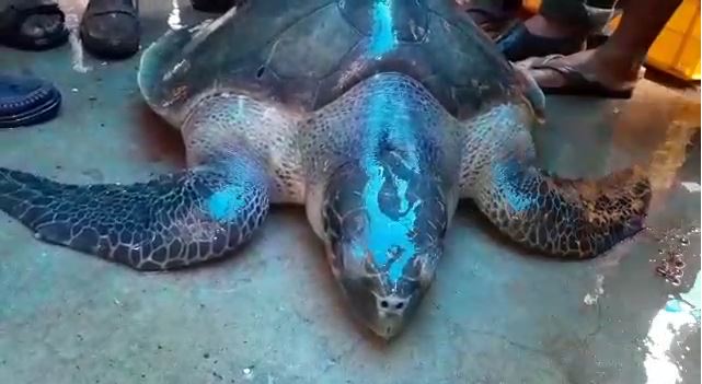 গঙ্গায় ধরা পড়ল বিশালাকার কচ্ছপ! ওজন শুনলে হাঁ হয়ে যাবেন | News in ...