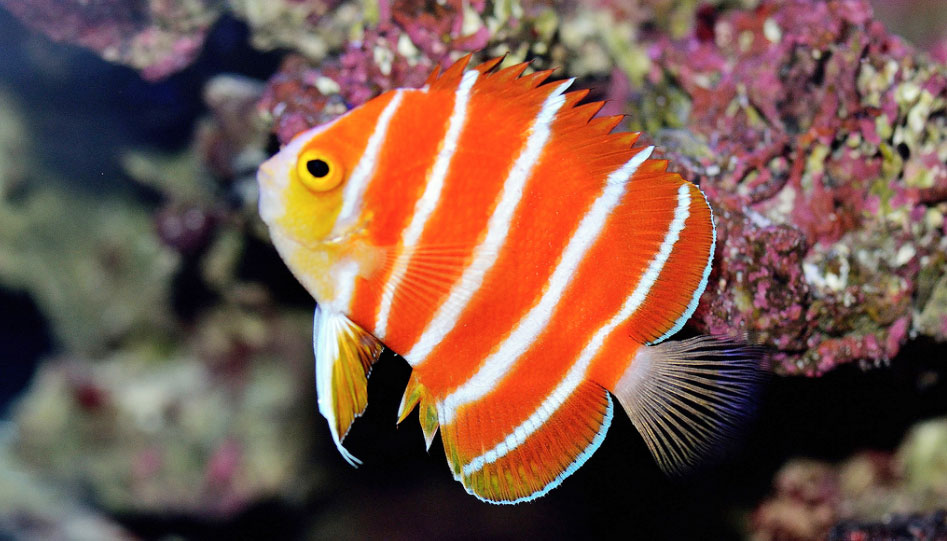 8 Most expensive Fish in the World