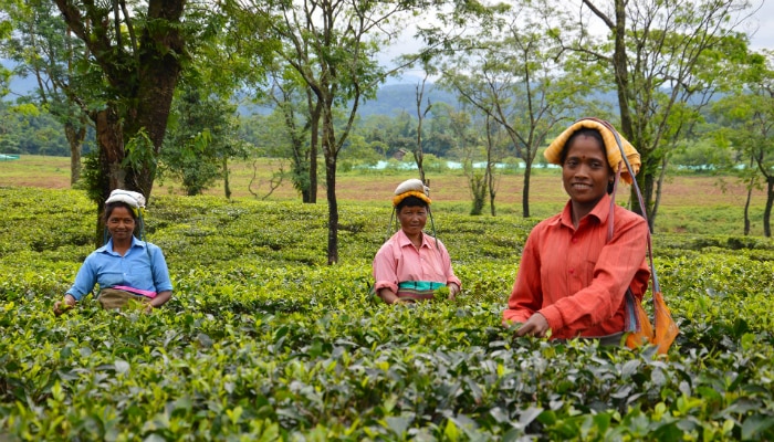 উত্তরবঙ্গের চা বাগানগুলিতে এবার প্রোমোটারির অনুমোদন দিল রাজ্য সরকার ...