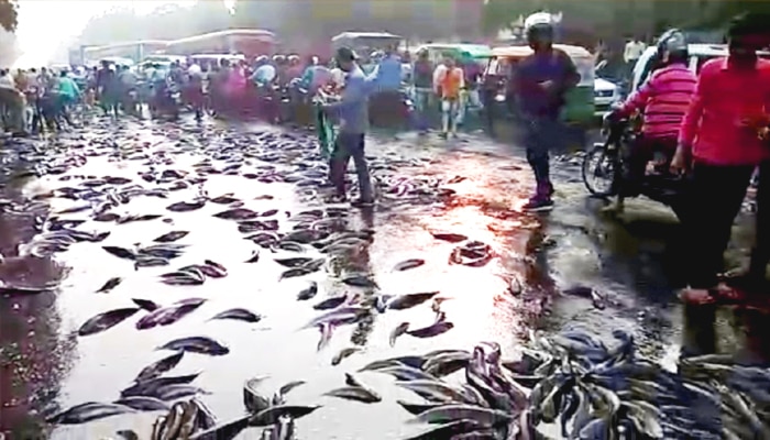 Truck full of fish goes upside down pulling in pickers in hundreds