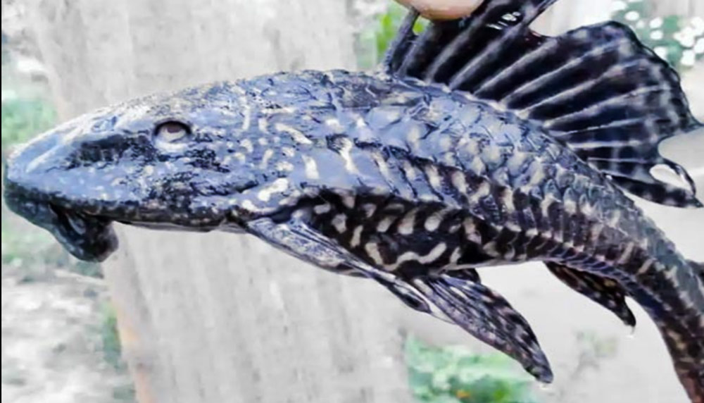 Alien fish species of Amazon River basin pose threat to Manipur’s ...