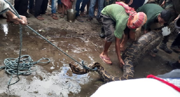 Python swallows goat and then can not move, see pics-utm-source-stte ...
