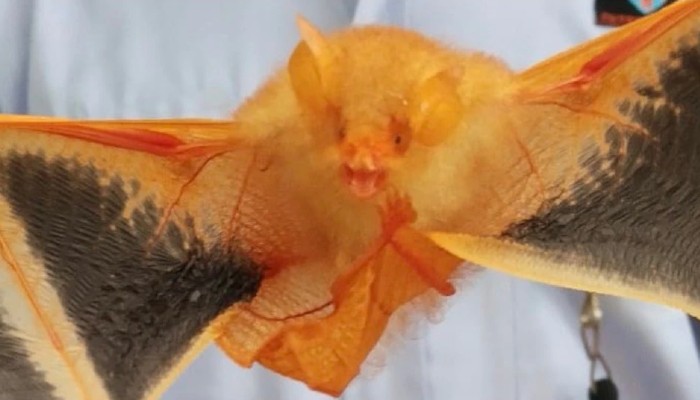 ওড়িশায় দেখা গেল অদ্ভুত দেখতে বাদুড়! বিরল প্রজাতি, বলছে বন দফতর।rare ...
