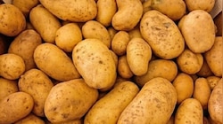 Potato News in Bengali, Latest Potato Bangla Khobor, photos, videos ...