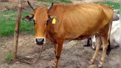 Cow News in Bengali, Latest Cow Bangla Khobor, photos, videos | Zee ...
