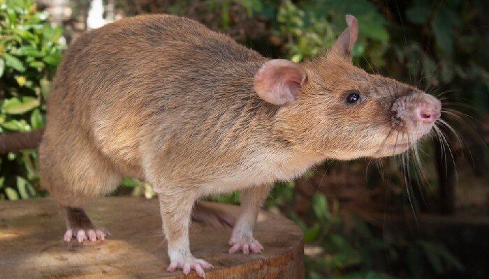 দারুণ কেরিয়ার! তবুও অবসরে যেতে হল স্বর্ণপদকজয়ী Magawa-কে!। Mine ...