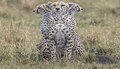 Three-headed Cheetah: একটি চিতার তিনটে মাথা? দেখে তাজ্জব সকলে!। three ...