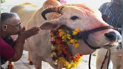 Cow News in Bengali, Latest Cow Bangla Khobor, photos, videos | Zee ...