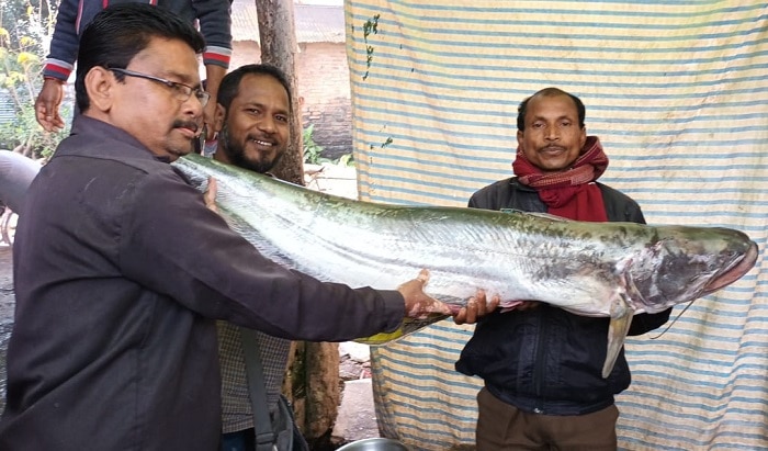 Teesta Fish: তিস্তায় জালে উঠল 'পেল্লায়' বোয়াল! ওজন শুনলে চমকে যাবেন ...