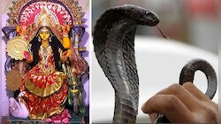 Snake Bite Death News in Bengali, Latest Snake Bite Death Bangla Khobor ...