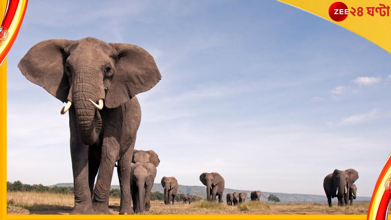 World Elephant Day: এশিয়ার হাতি কি সংকটে? বিশ্ব হাতি দিবসে ফিরে দেখা ...