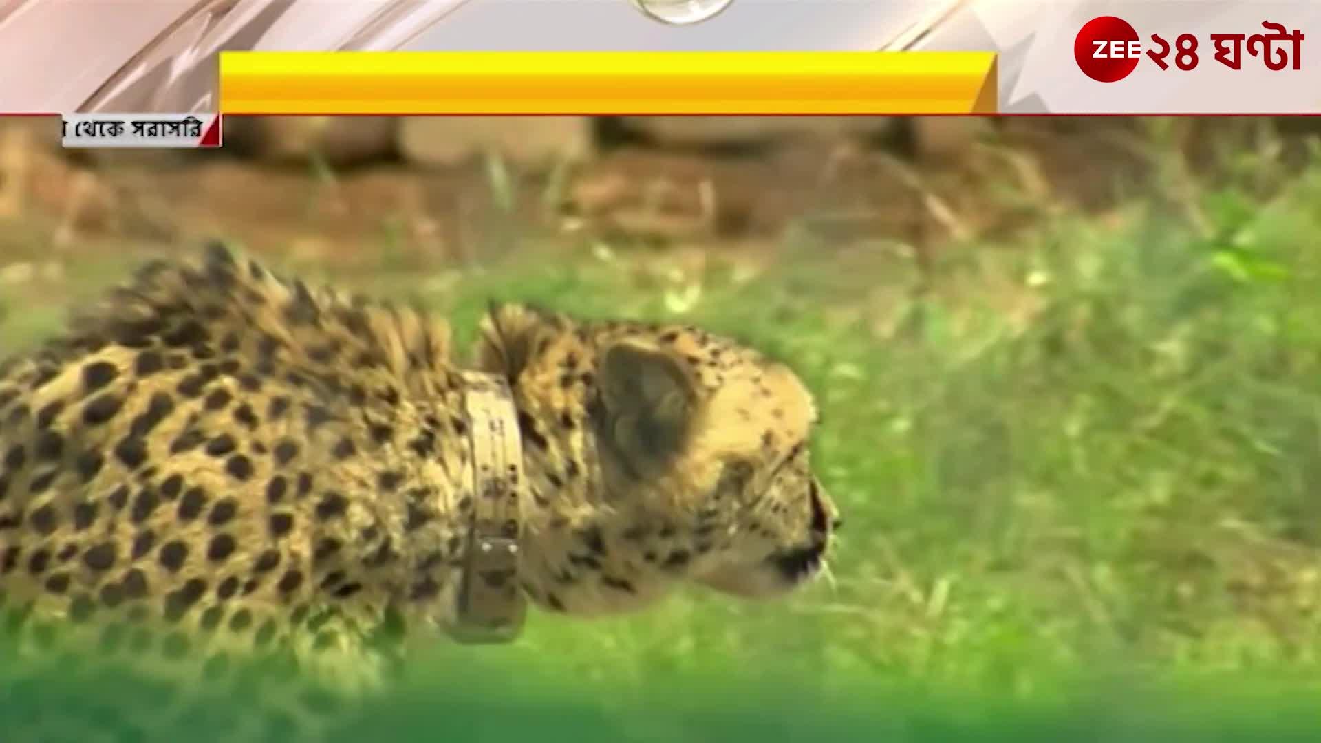 CHEETAH: ৭০ বছর পর ভারতে চিতা | Zee 24 Ghanta | 24 Ghanta, Zee News