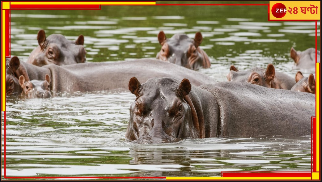 Cocaine Hippo: এবার এসকোবারের ছায়া ভারতে, দেশে আসছে 'কোকেন হিপ্পো ...