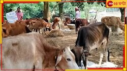 Cow News in Bengali, Latest Cow Bangla Khobor, photos, videos | Zee ...