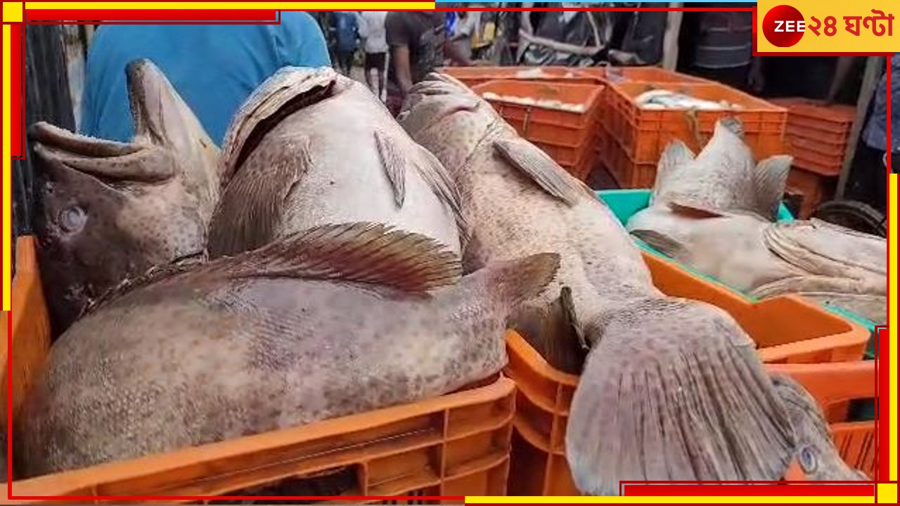 Costly Giant Fish caught in Digha