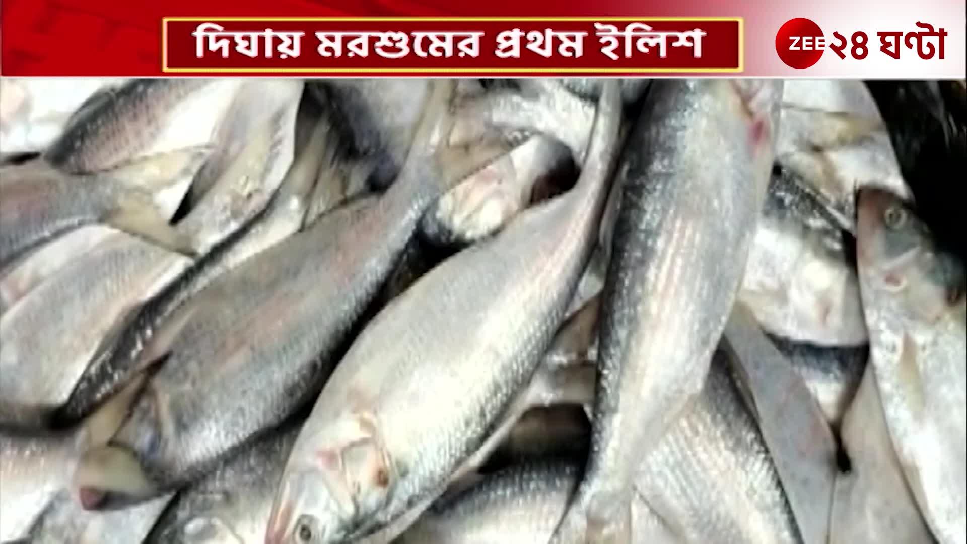 Hilsa Fish: দিঘায় উঠল মরশুমের প্রথম ইলিশ | Zee 24 Ghanta | 24 Ghanta ...