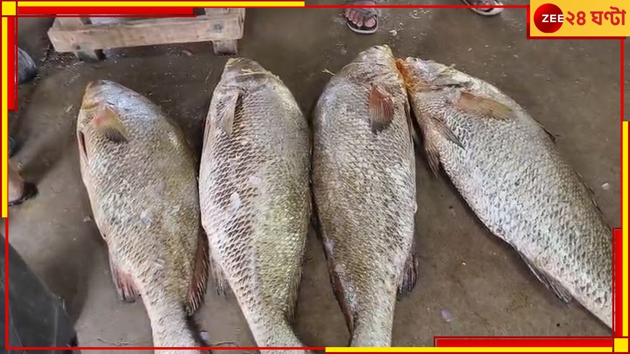 Digha Giant Fish: দিঘায় উঠল ৪৫ লাখ টাকার দুষ্প্রাপ্য 'জীবনদায়ী ...