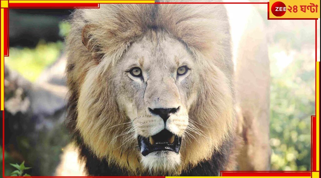 অবিশ্বাস্য! ব্যস্ত শহরের রাস্তায় হেঁটে বেড়াচ্ছে সিংহ...Lion walking ...