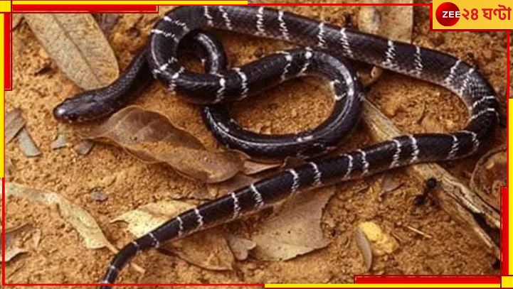 Venomous Snake: 'এক ছোবলেই ছবি', তালিকায় ভারতের ৫ সাঙ্ঘাতিক বিষধর সাপ ...