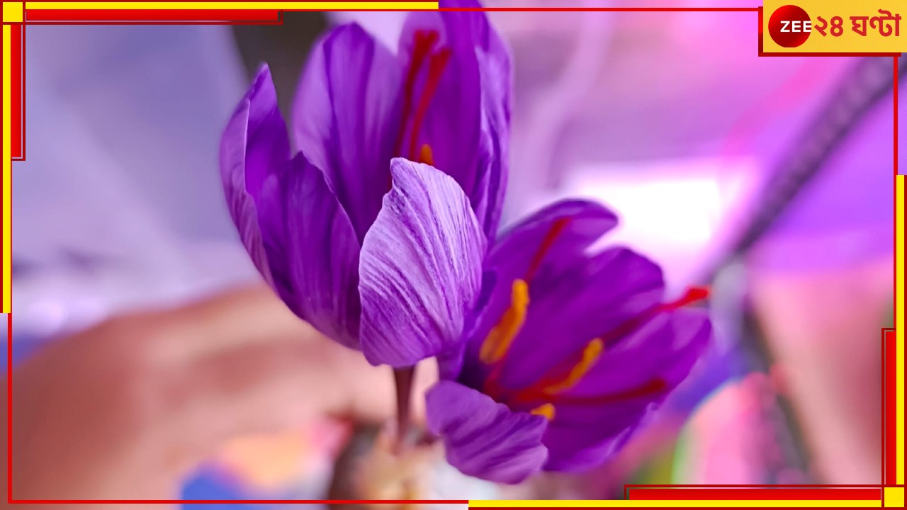 Jafran: বন্ধুর ক্যানসার, ঘরেই বিশ্বের সবচেয়ে দামি মশলার চাষ বাংলার ছেলের!