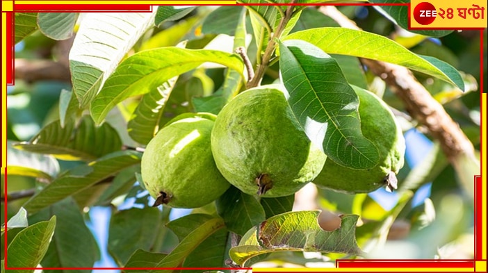 Benefits of guava: দে দে পেয়ার-আ দে... পেয়ারা দে! কারণ... | 7 health ...