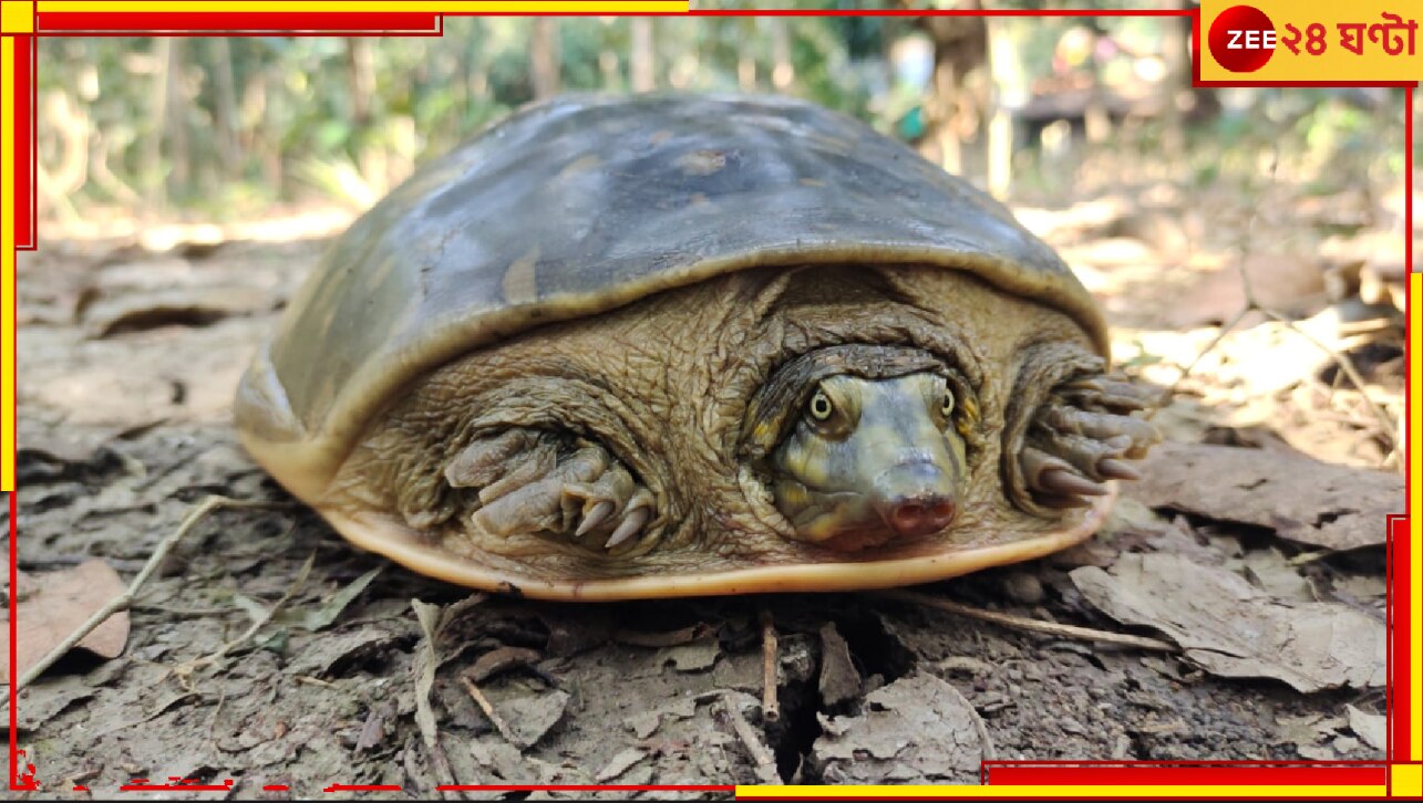 Nadia: ভাগীরথী থেকে উঠে এসে আমবাগানে আশ্রয় বিশাল কচ্ছপের! নজরে পড়তেই ...