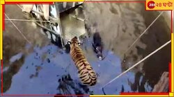Tiger News in Bengali, Latest Tiger Bangla Khobor, photos, videos | Zee ...