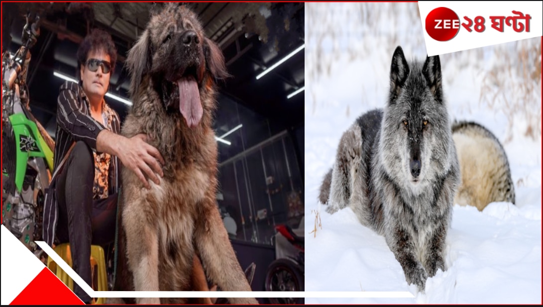 World's Most Expensive Dog: বাপরে! একটা কুকুরের দাম ৫০ কোটি! ব্রিডটাই ...