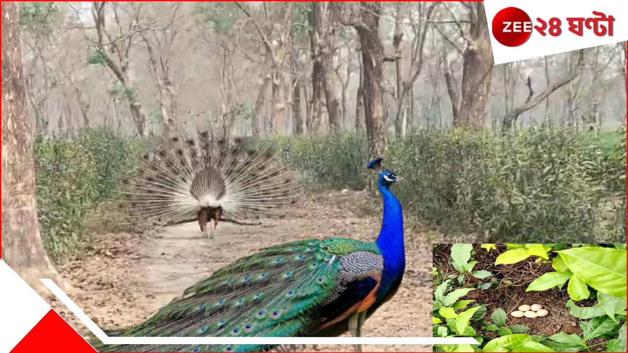 Peacocks in Tea Garden: গোটা চা-বাগানই যেন ময়ূরের রাজত্বে পরিণত! ডিম ...