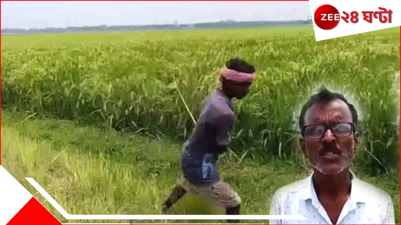 Paddy Name Ma-Baba: মাঠজুড়ে দাঁড়িয়ে সারি সারি 'বাবা-মা', উচ্ছ্বসিত ...