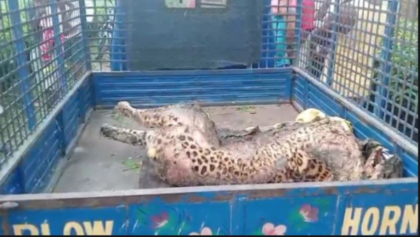 Leopard Death: চা বাগানে হঠাত্‍-ই দুর্গন্ধ! শিলিগুড়িতে ফের উদ্ধার ...