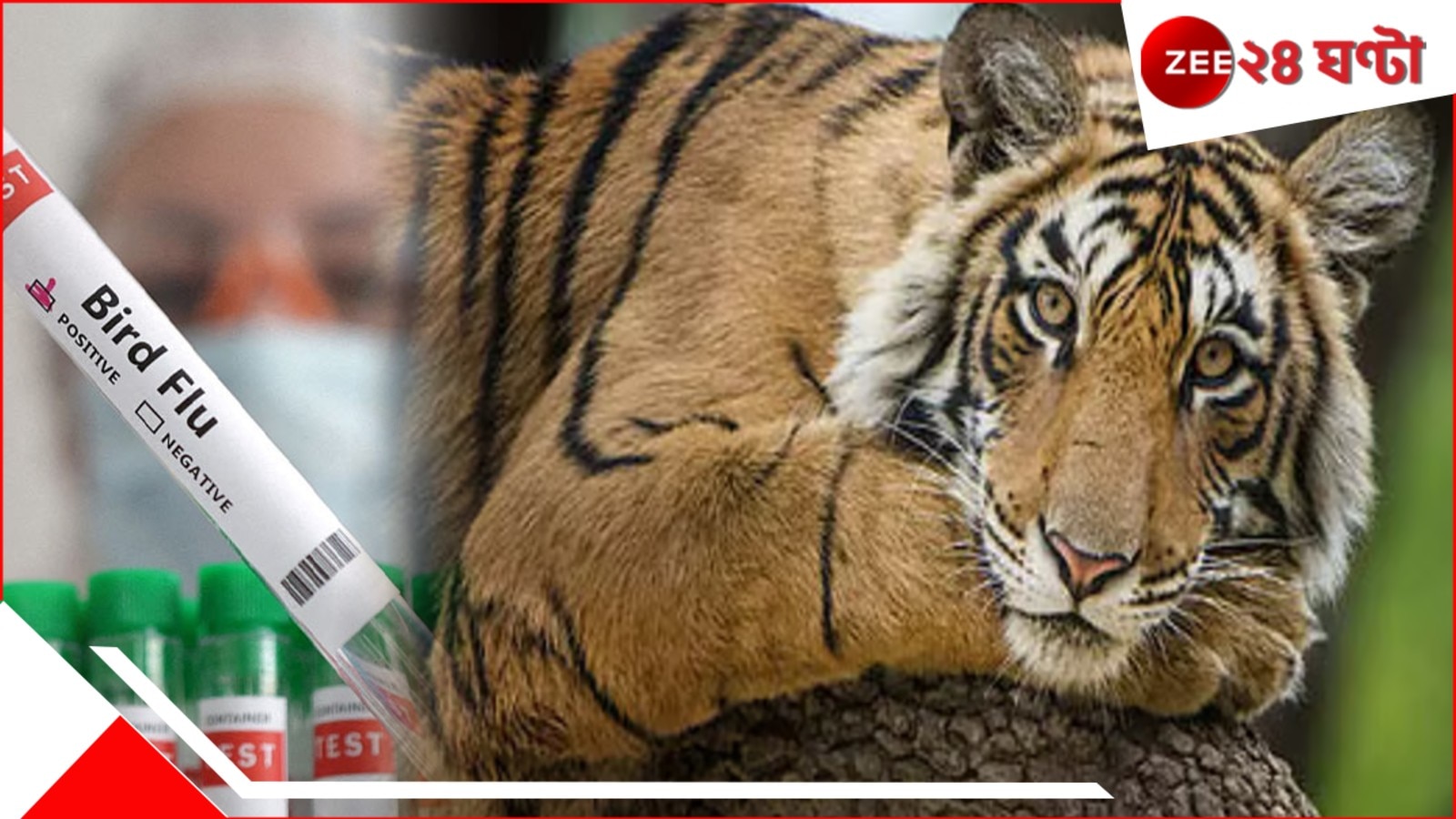 Bird flu scare: মরে গেল জাঁদরেল বাঘিনী, ভয়ে বন্ধ চিড়িয়াখানা! ফের ...