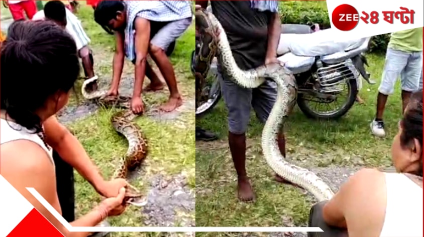 Dooars Python: নালায় ঘাপটি মেরে বিশালকার অজগর! ডুয়ার্সের চা বাগানে হুলস্থুল... | Giant python ...