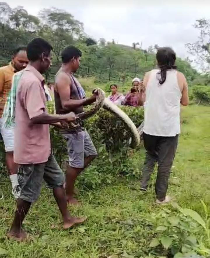 Dooars Python: নালায় ঘাপটি মেরে বিশালকার অজগর! ডুয়ার্সের চা বাগানে হুলস্থুল... | Giant python ...