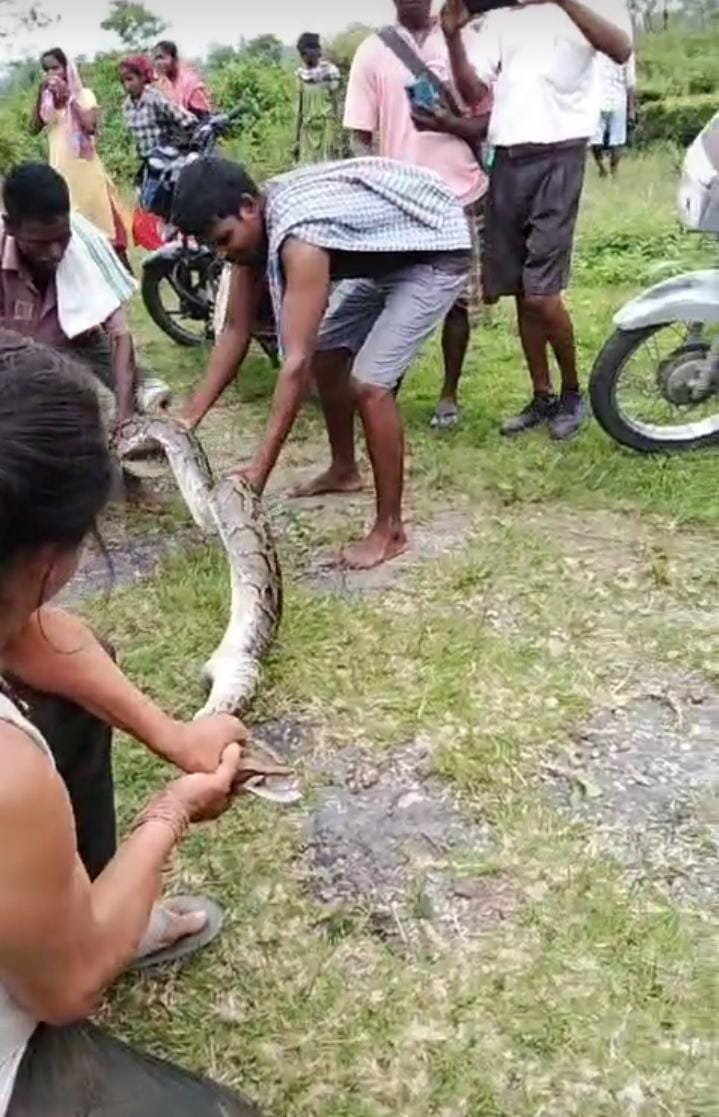 Dooars Python: নালায় ঘাপটি মেরে বিশালকার অজগর! ডুয়ার্সের চা বাগানে হুলস্থুল... | Giant python ...