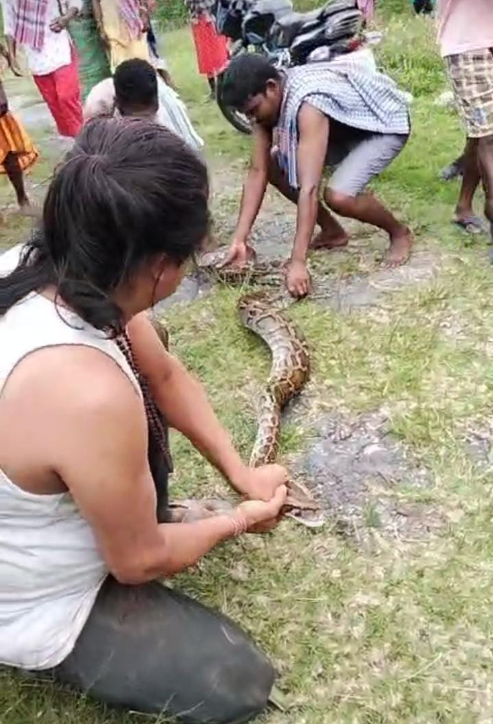 Dooars Python: নালায় ঘাপটি মেরে বিশালকার অজগর! ডুয়ার্সের চা বাগানে হুলস্থুল... | Giant python ...