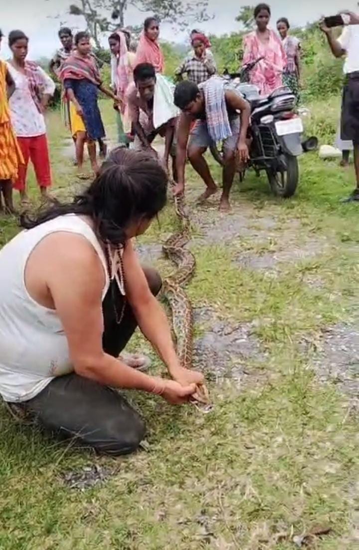 Dooars Python: নালায় ঘাপটি মেরে বিশালকার অজগর! ডুয়ার্সের চা বাগানে হুলস্থুল... | Giant python ...
