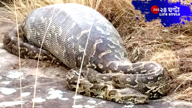 Snake Can Eat a Human: ভয়ংকর! পৃথিবীর এই ৪ বিপজ্জনক সাপ গোটা মানুষ ...