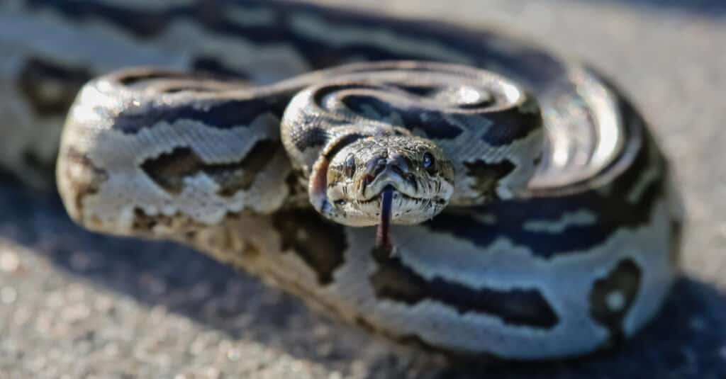 Snake Can Eat a Human: ভয়ংকর! পৃথিবীর এই ৪ বিপজ্জনক সাপ গোটা মানুষ ...