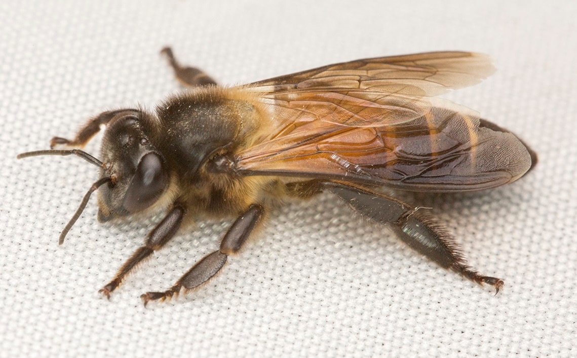 Why Bee swallowing causes heart attack: 'মৌমাছি গিলে ফেলেছি...' মৃত্যু ...