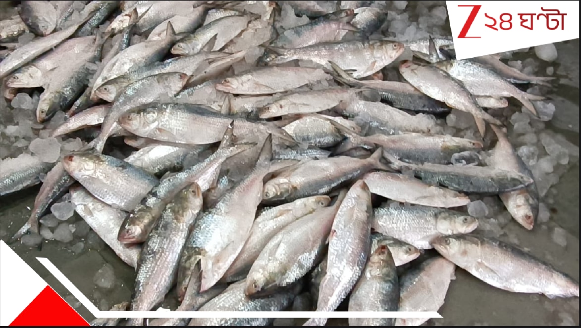 Hilsa in Diamond Harbour: সিজনের প্রথমেই রাশি-রাশি ইলিশ বাজারে! চওড়া ...
