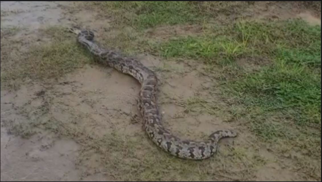 Giant Snake in Damodar: ব্রাজিলের অ্যানাকোন্ডা বর্ধমানে? দামোদর থেকে ...