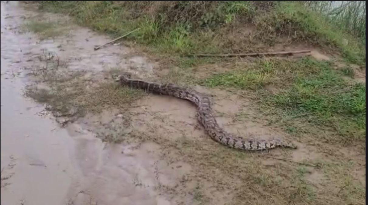 Giant Snake in Damodar: ব্রাজিলের অ্যানাকোন্ডা বর্ধমানে? দামোদর থেকে ...