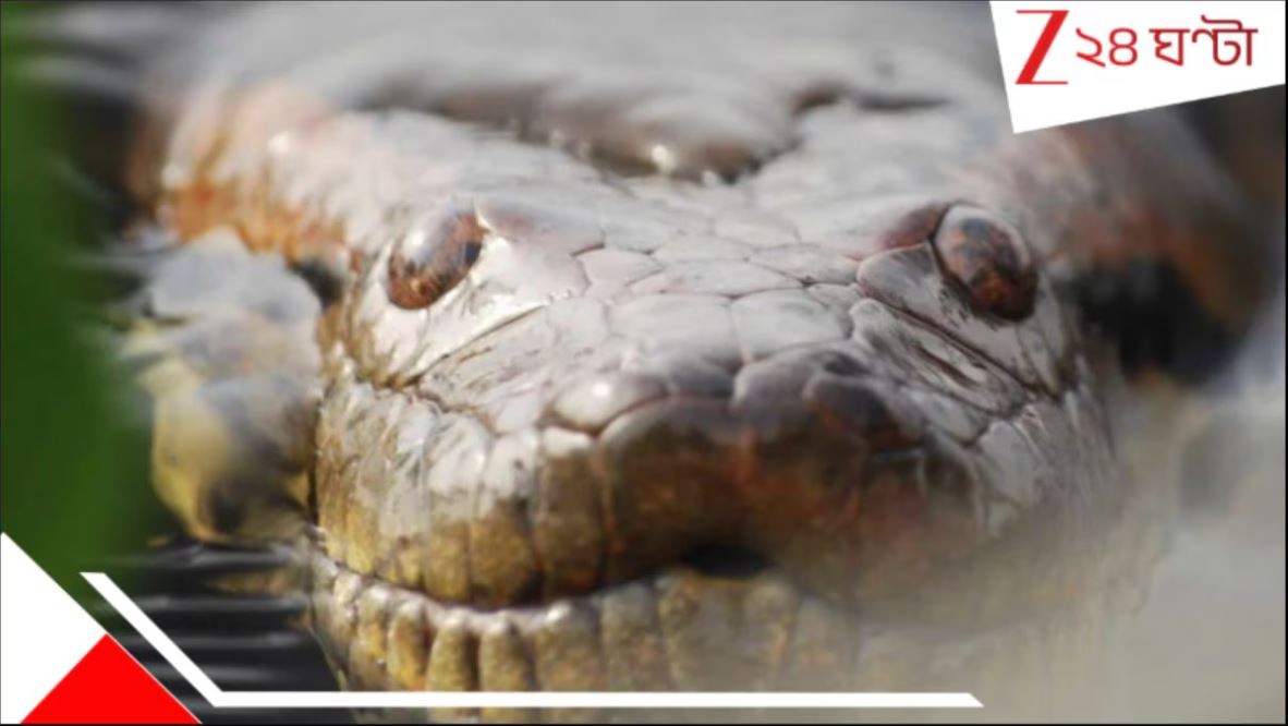 Giant Snake in Damodar: ব্রাজিলের অ্যানাকোন্ডা বর্ধমানে? দামোদর থেকে ...