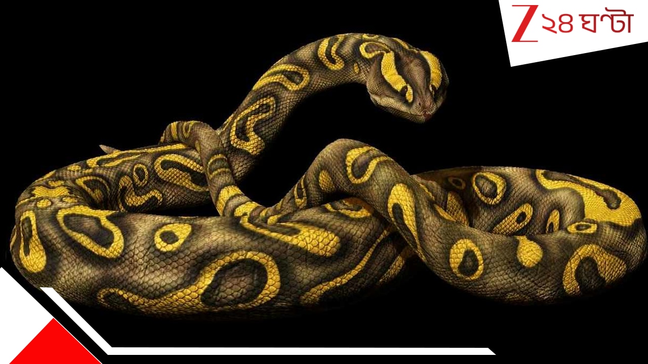 Meet Vasuki Indicus: ৪৯ ফুট লম্বা ১‍০০০ কিলোর সাপ! ঘাপটি মেরে ছিল মাটির ...