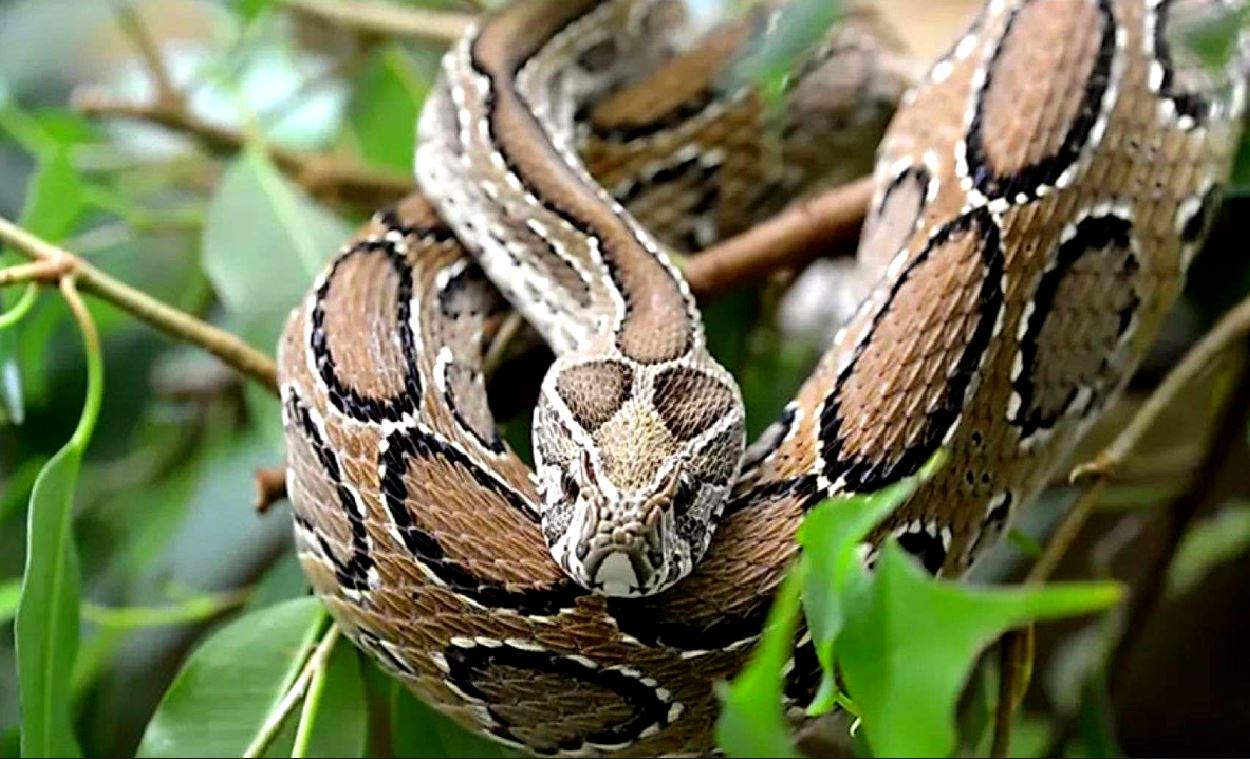 মাঝমাঠে সাপে কামড়ালে | News in Bengali